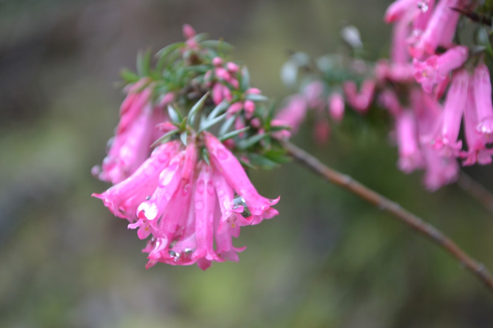 Goin' Feral One Day At A Time: Mt Everard Circuit, Kinglake National ...
