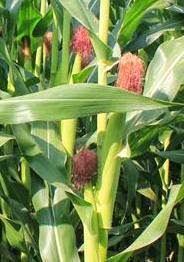 Ayo Tanam Jagung: Mengenal bunga tanaman jagung