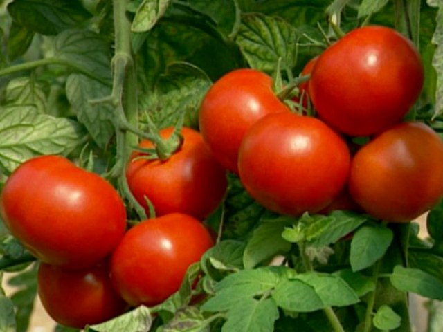 Obtienen tomates de calidad sin semillas