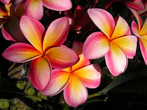 Panduan Untuk Kediaman Idaman: Pokok Bunga Kemboja (Plumeria)