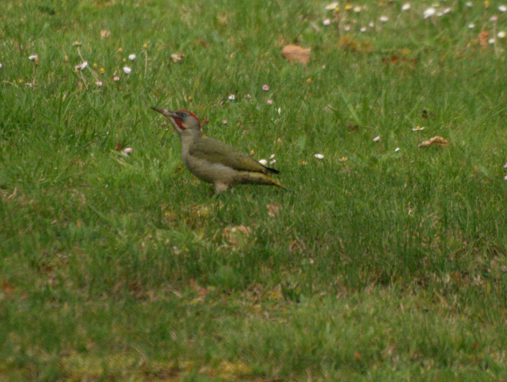 Fotografiando mi Mundo: Pito Real. Nuevas fotos del 5 de abril de 2012