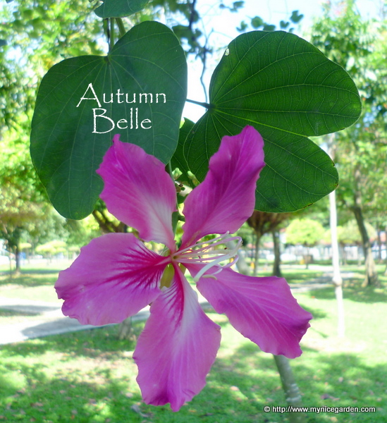 My Nice Garden: Bauhinia x blakeana - The Hong Kong Orchid Tree