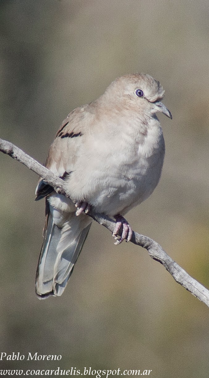 Aves de Mendoza: Torcacita(Columbina picui)