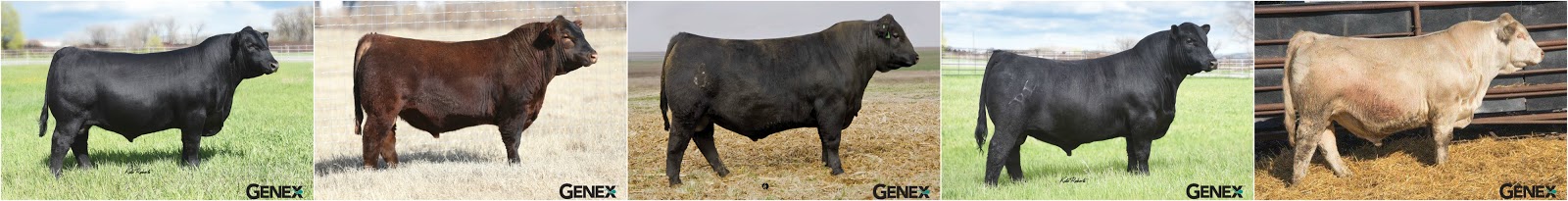 The GENEX Blog: Surviving the Spring Bull Sale Season
