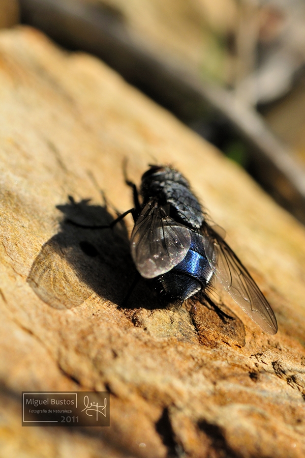 Naturaleza y Fotografía en Motril: Moscarda azul (Calliphora vomitoria)