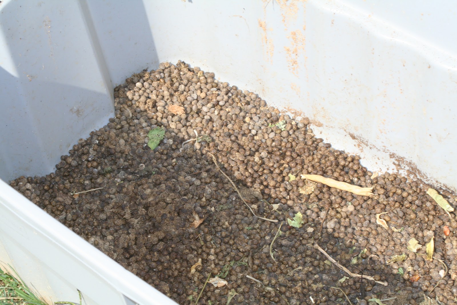 Brooding On: Rabbit Poop Tea