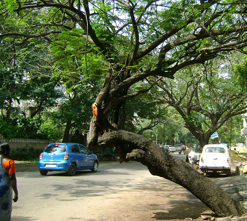 Anna Nagar Daily: Tree Branch Disrupts Movement