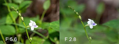 Apa Itu Depth of Field (DOF)? - Galeri Fotografi