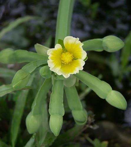 Kimeni's Blog: Genjer