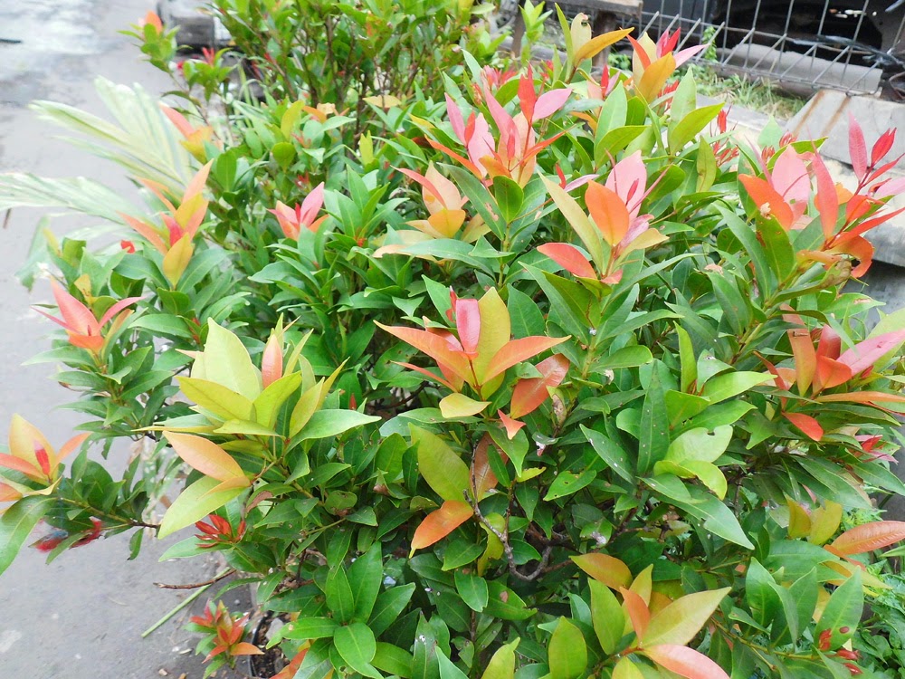 Pucuk Merah Pictures Gallery