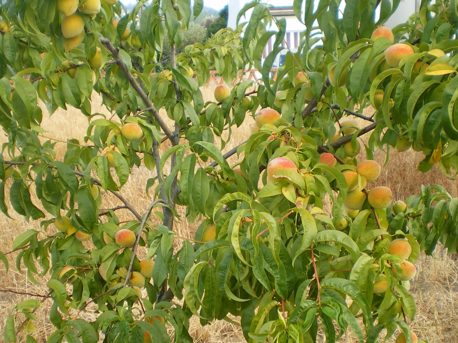 HORTA À PORTA: PESSEGUEIROS II COLHEITA