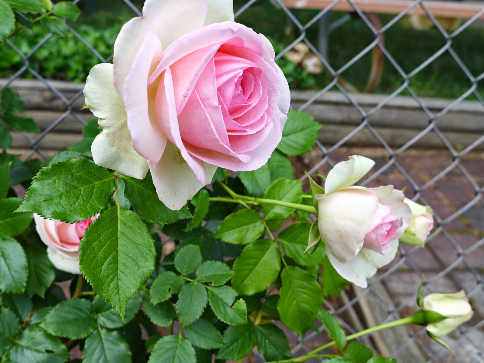 Spun by Me: Roses in Bloom