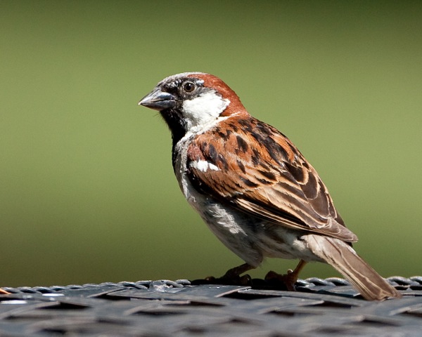Free Desktop Background Wallpapers: Lovely Bird Sparrow Free Wallpapers