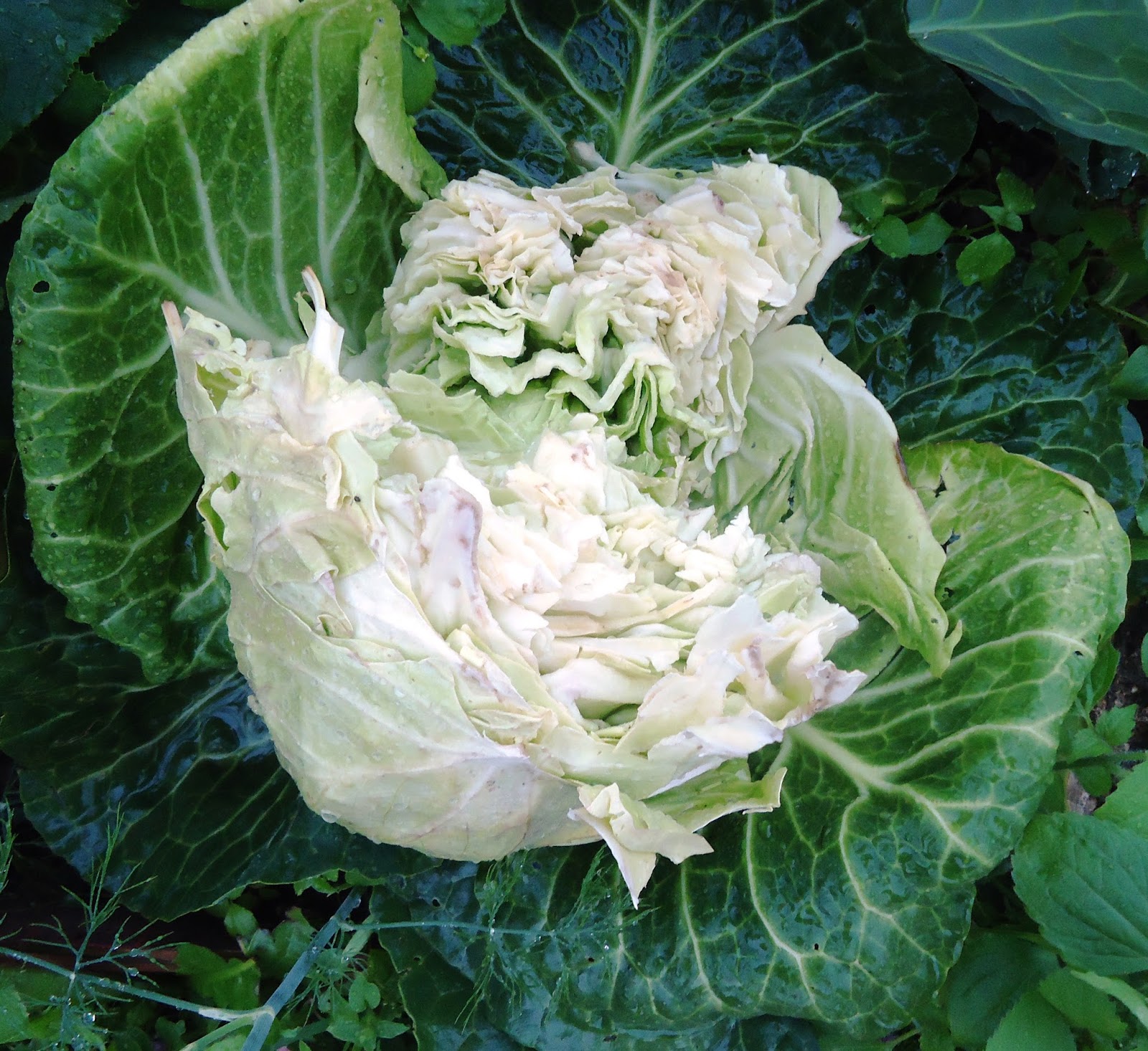 Šviesos 203: Kopūstai