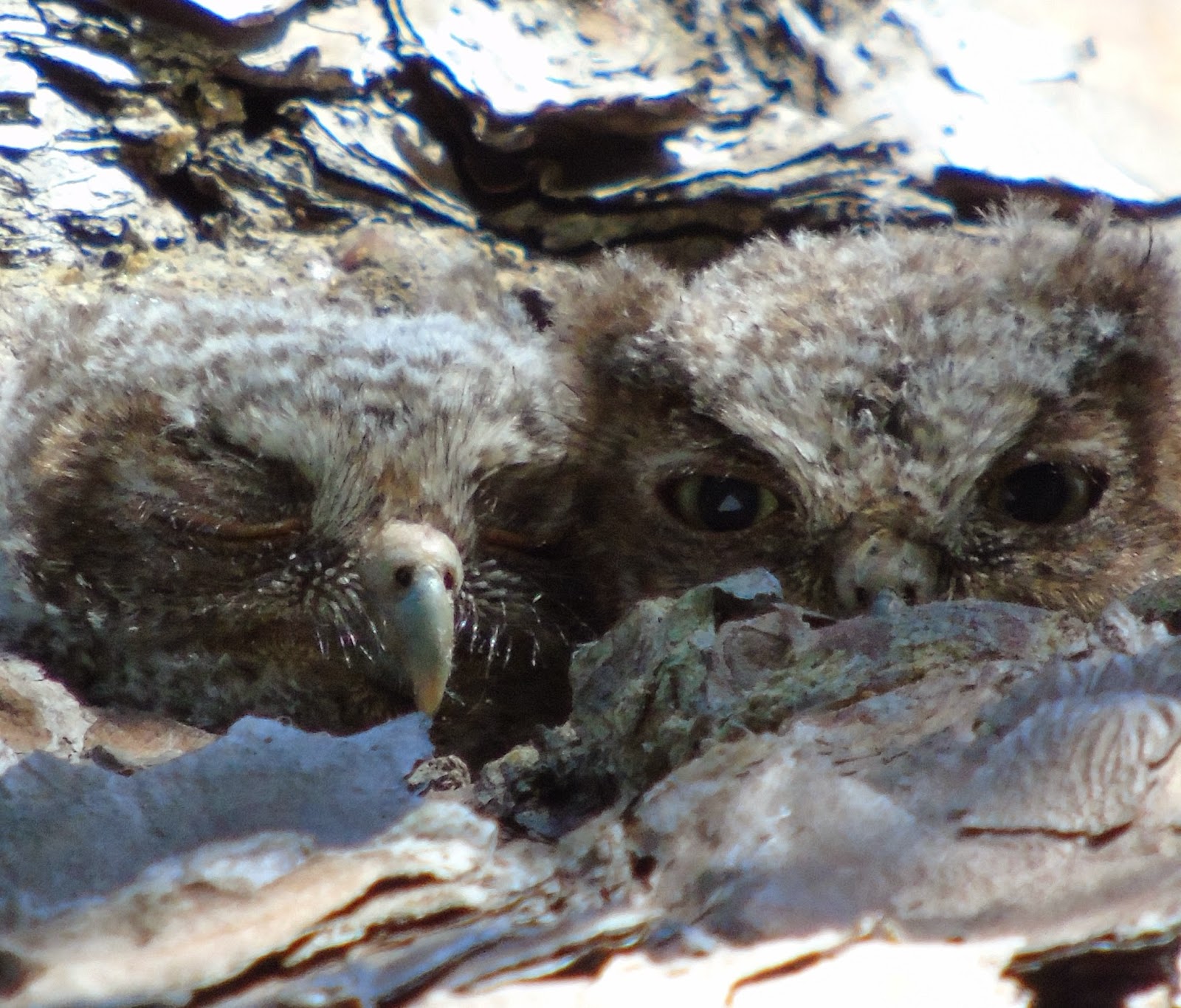 My Backyard: Screech Owl Chronicles