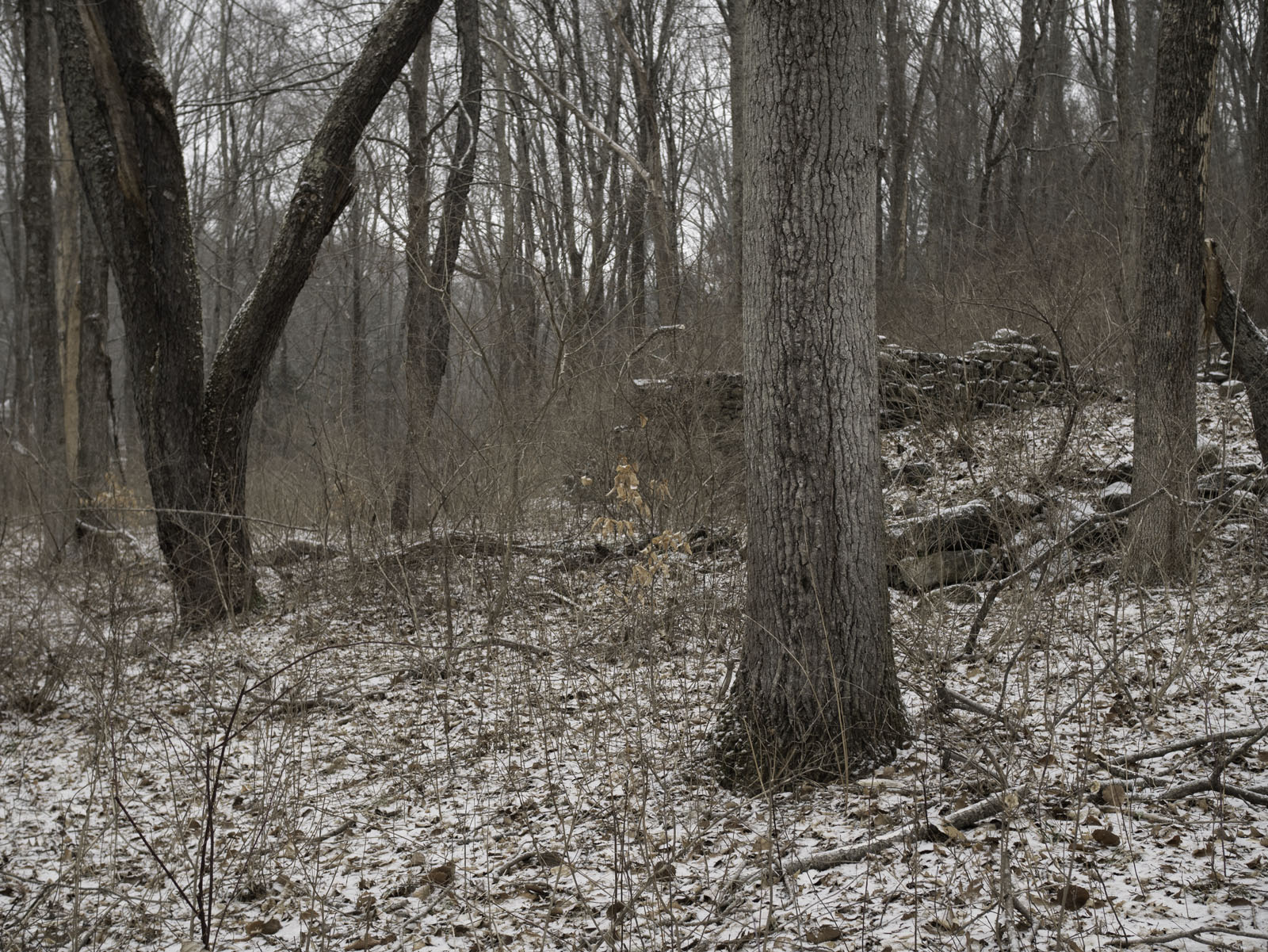 Working Pictures: Light Snow, Cold Woods