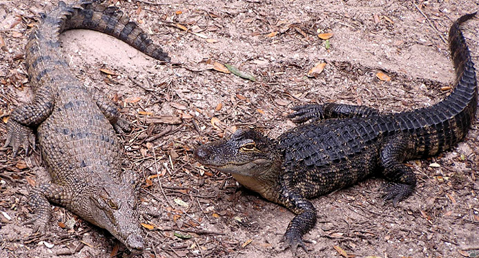Buaya Irian ( Crocodylus novaeguineae ) | Malioboro