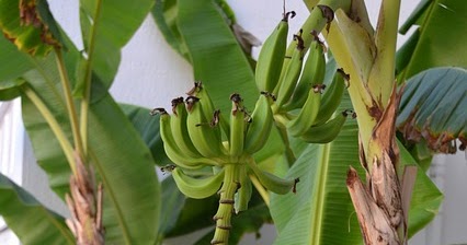 Merupakan Tanaman Hortikultura - Informasi Seputar Tanaman Hias