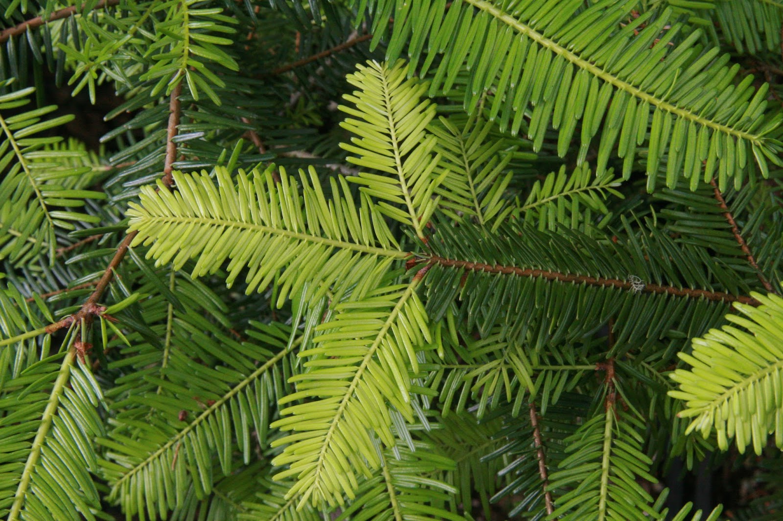 Trees Planet: Abies Grandis – Grand Fir