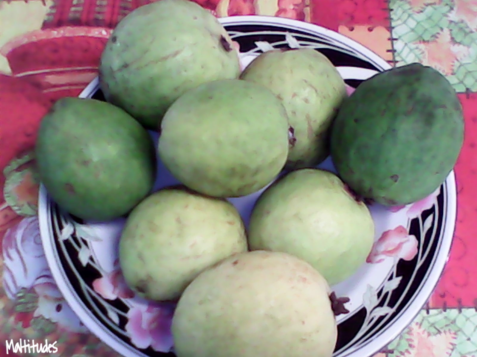 Lifesparks: Steps in Juicing fresh, pure, organic guavas