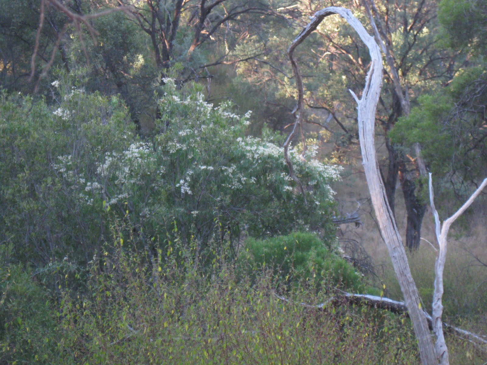 Robin's Double Life: An ancient ooline forest in outback Queensland