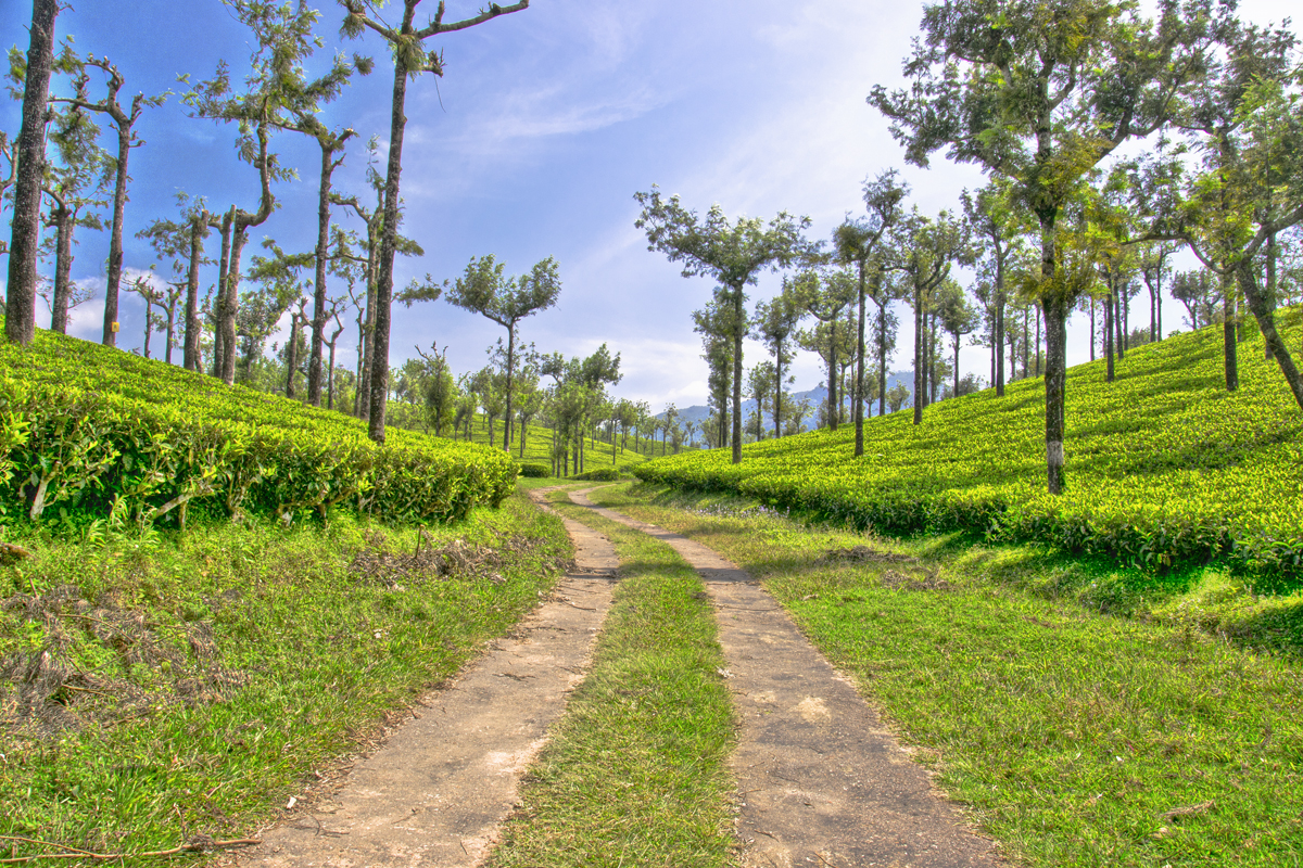 Tamilnadu Tourism: Manjolai Hills, Thirunelveli