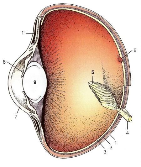 Anatomia Veterinária II - UFV 2012: Anatomia das Aves