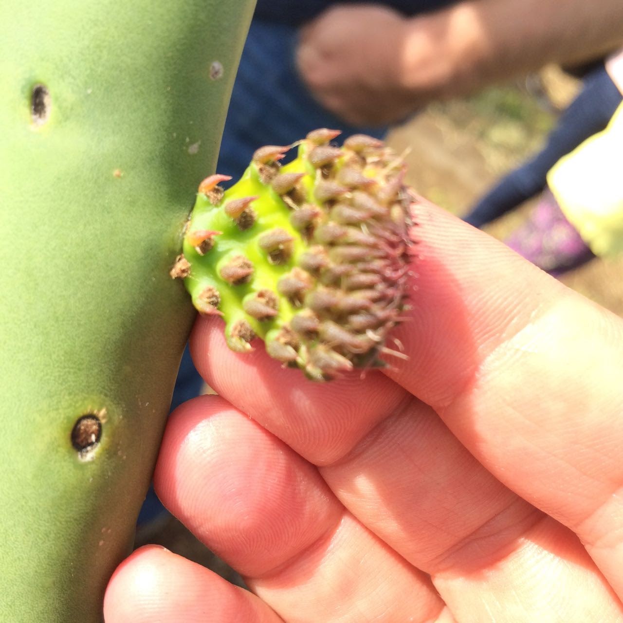 Laconada: De visita a la nopalera