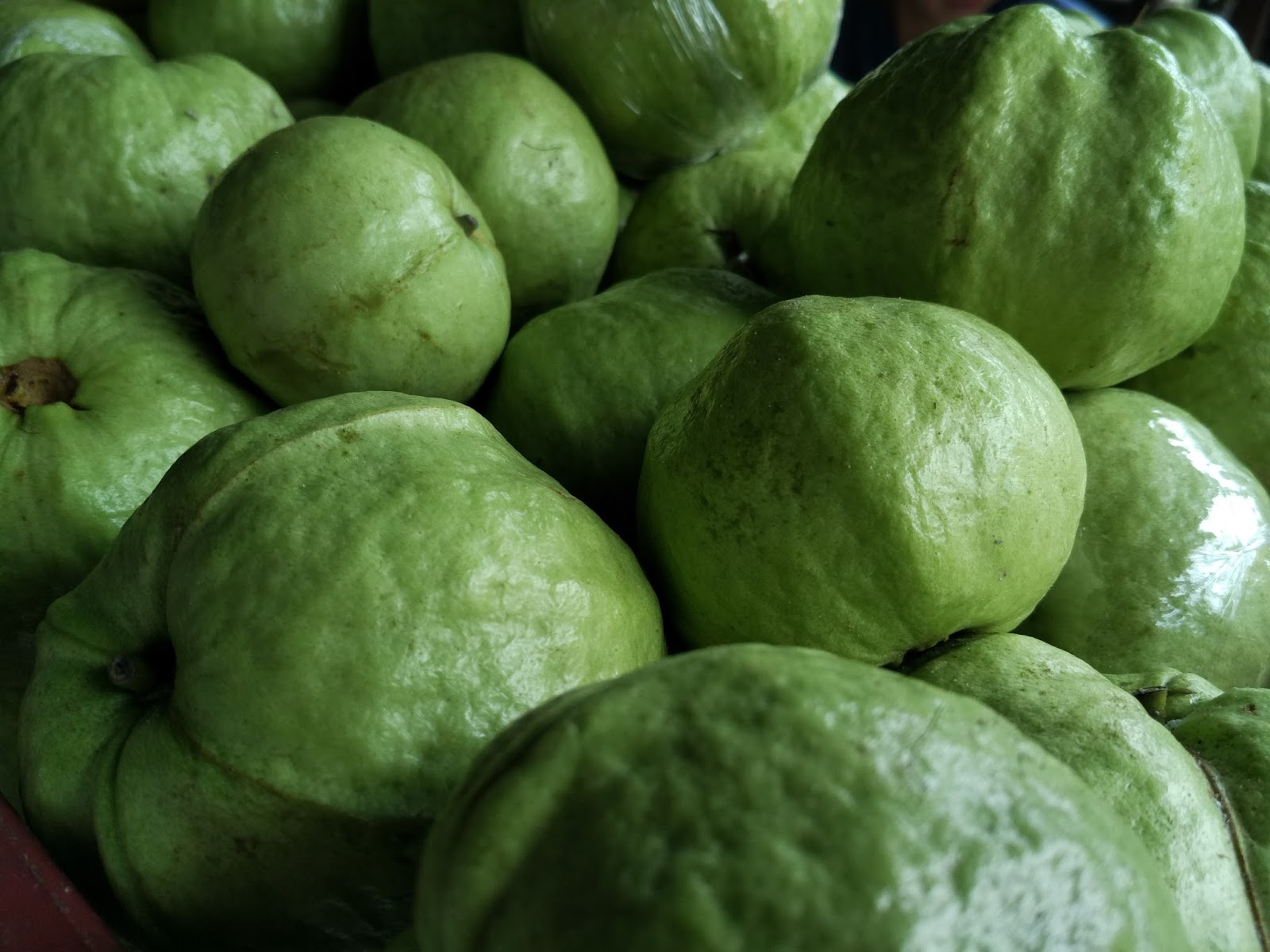 BERBURU JAMBU KRISTAL - D'uliners