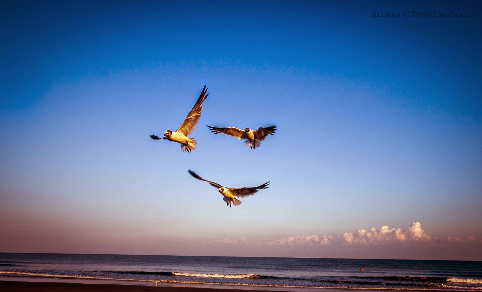 St. Francis Prayer to Birds - "Little Sisters" - Totus Tuus Family ...