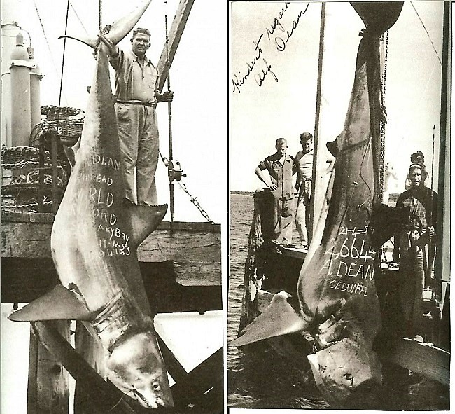 From on board True North. Great Whites in the Bight