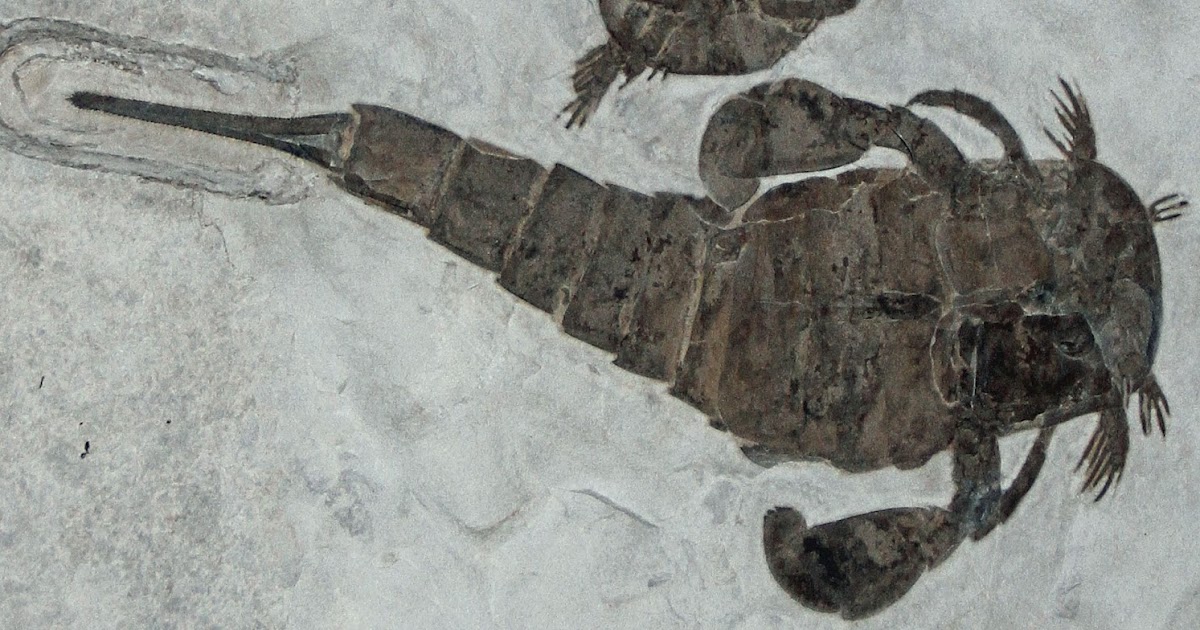 Written In Stone...seen through my lens: The Eurypterid “Eurypterus ...
