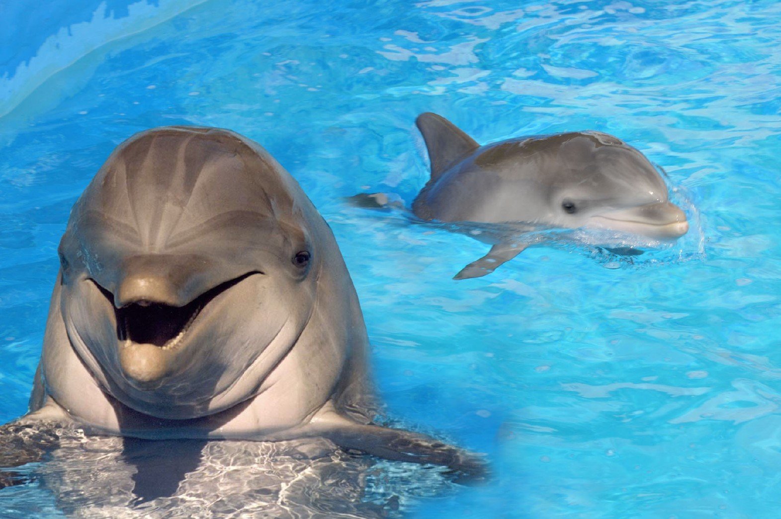 Delfines - Imagenes: Imagenes de delfines: simpatica foto de delfines ...