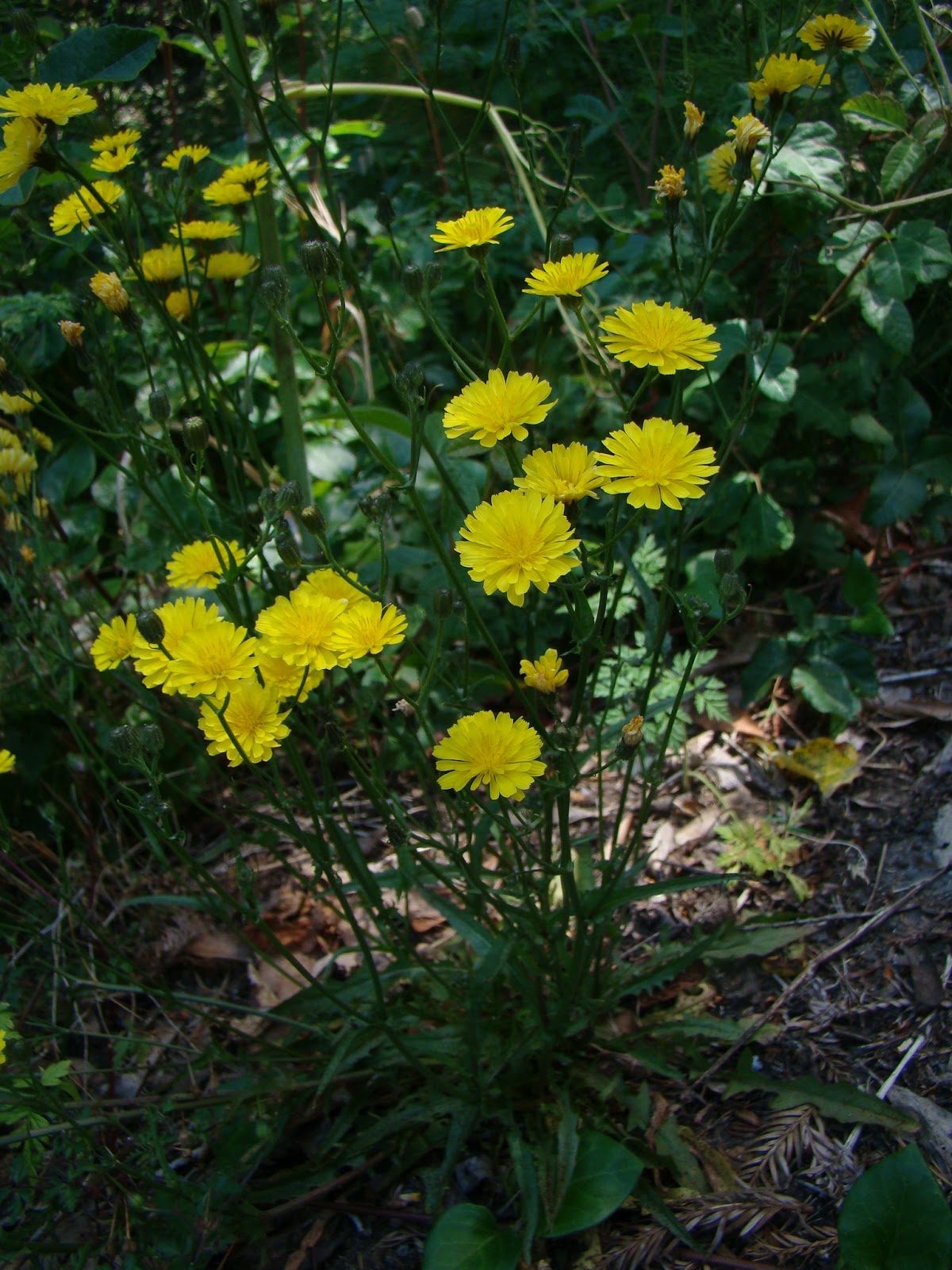 Leaves of Plants: Smooth hawksbeard