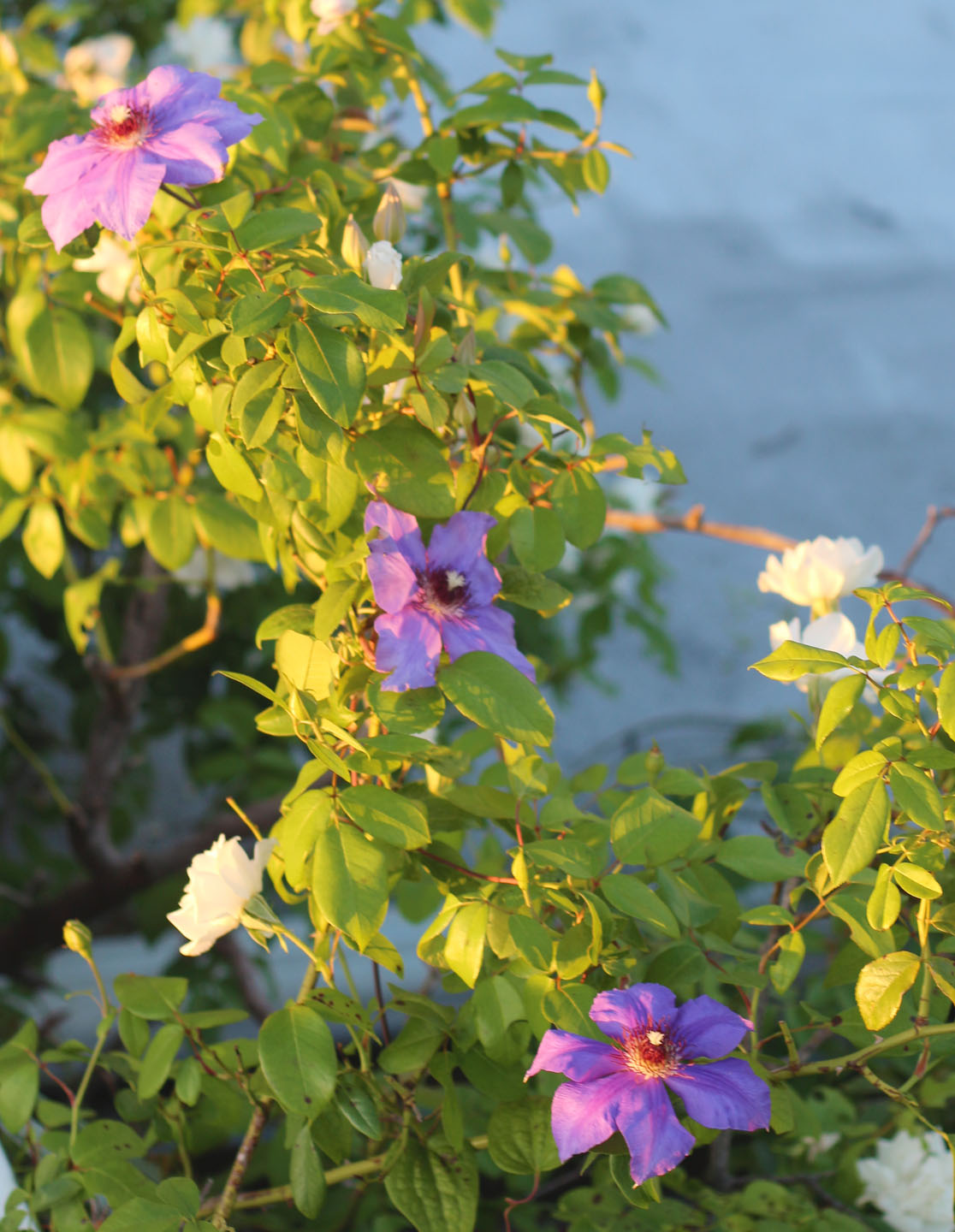 66 Square Feet (Plus): Clematis Ramona