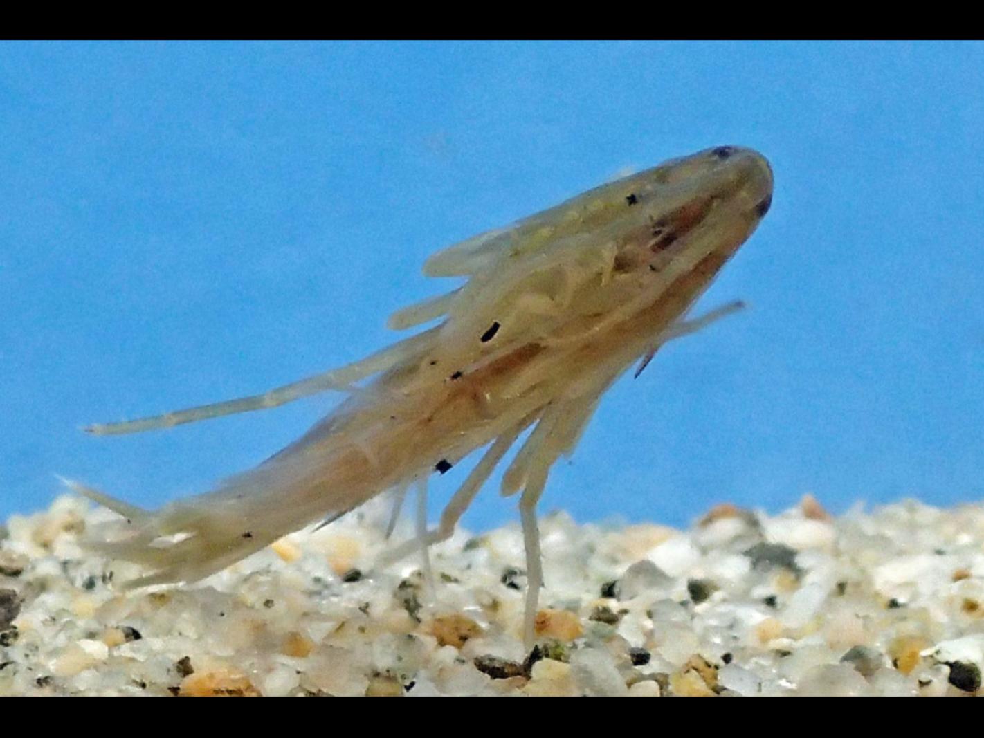 SOFT~HACKLE JOURNAL: A Close Look At Freshwater Scuds