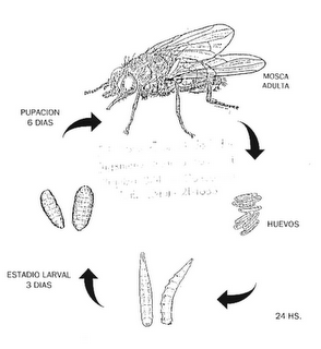 LAS MOSCAS: MOSCA DEL TÁBANOS (TABANUS )