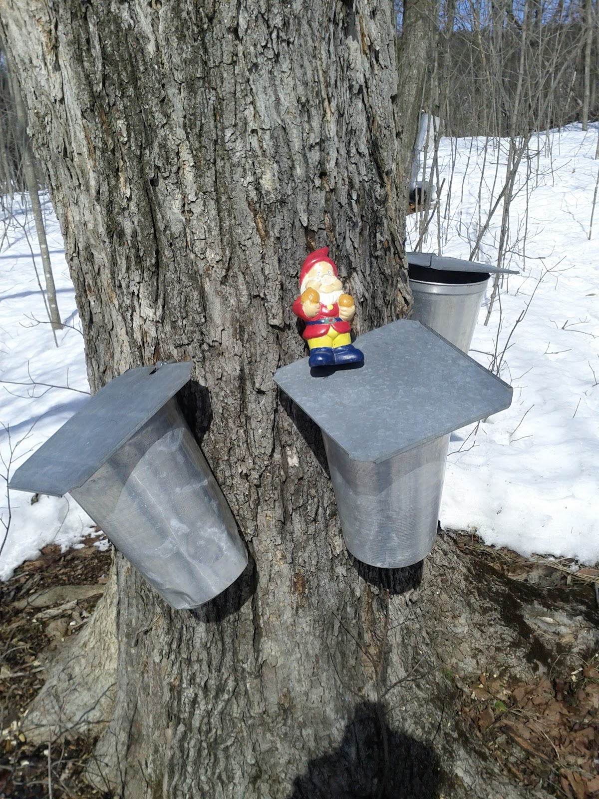 Adventures of the Garden Gnome Liberation Front (GGLF): Sugar Shack in ...