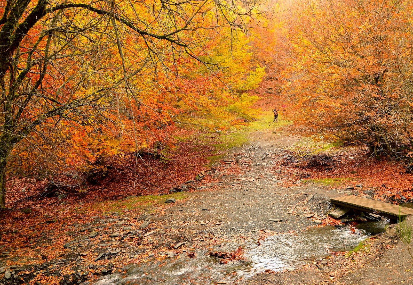 FOTOGRAFIARAYODELUNA.- VIAJES, SENDEROS, MONTAÑA Y NATURALEZA: HAYEDO ...