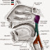 Anatomi dan Fisiologi Mulut, Faring dan Laring | Artikel Kesehatan