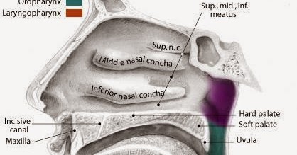 Anatomi dan Fisiologi Mulut, Faring dan Laring | Artikel Kesehatan