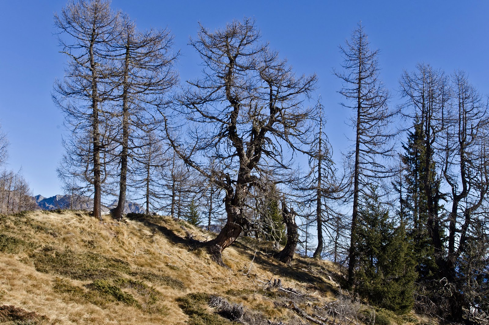 4 passi in Val di Sole: Larici secolari sul monte Boai