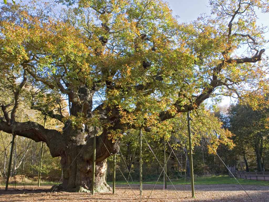 Giant Tree Nature Desktop - Nature Wallpaper
