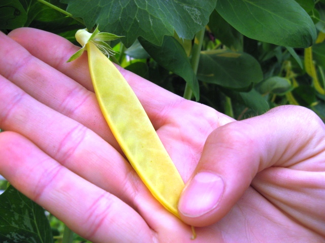 Down To Earth: HOW-TO-PICK Tutorials