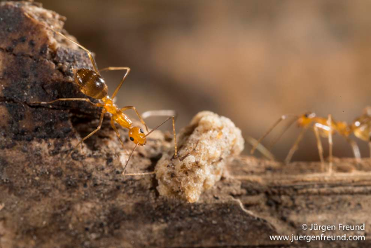 North Coast Voices: NSW Far North Coast keeping an eye out for Yellow ...