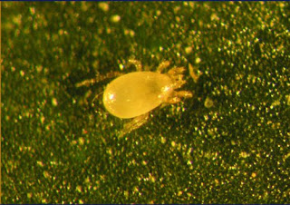 Castillo Arnedo, S.L.: AMBLYSEIUS SWIRSKII