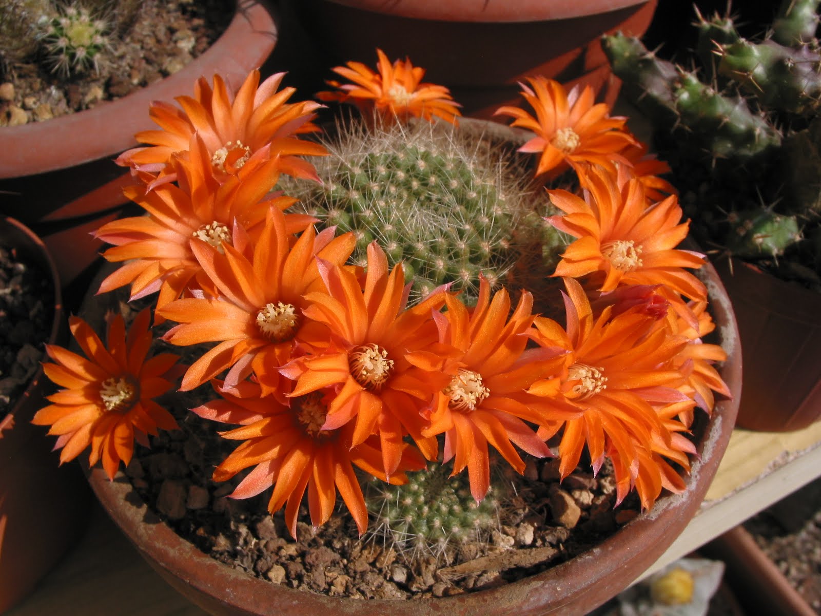 Alphecca: Euphorbia, Echinocerus, Epiphyllum e Rebutia