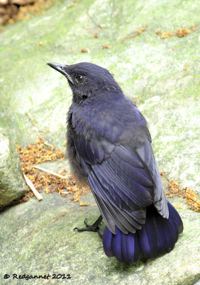 Redgannet: Kadoorie Farm and Botanical Garden, Hong Kong.