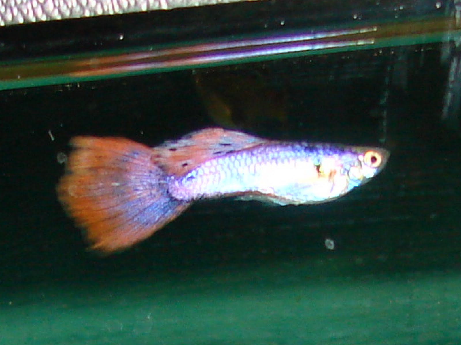 Guppy Poecilia reticulata: MAGENTA