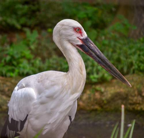 Oriental stork images | Birds of India | Bird World